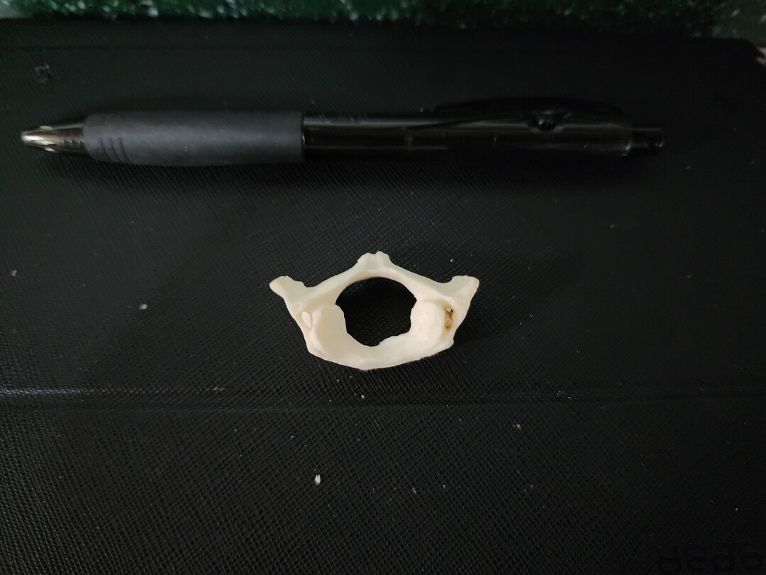 Castor Canadensis / Beaver Atlas Neck Vertebrate Butterfly Bone - Etsy