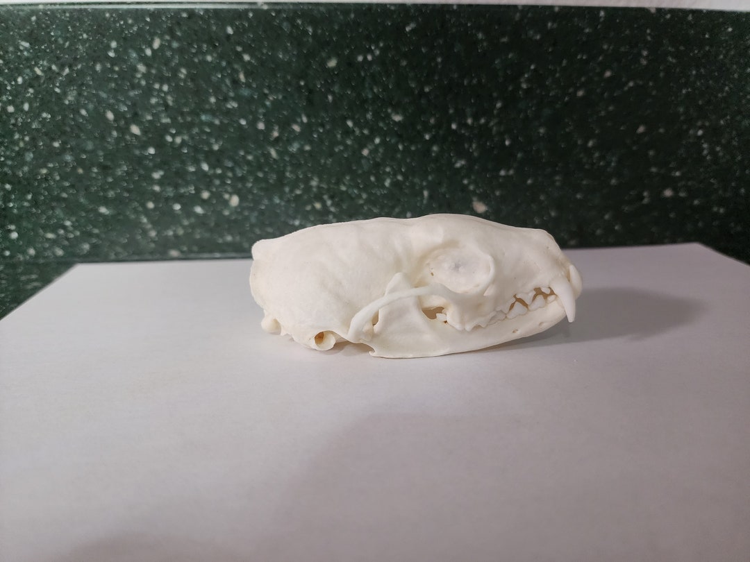 Martes Americana / American Pine Marten Skull / Grade B - Etsy