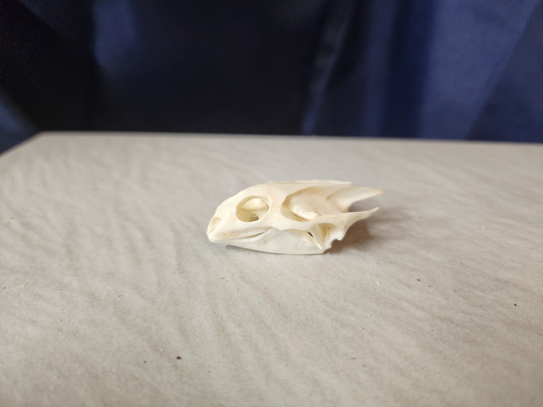 Apalone Spinifera / Softshell Turtle Skull / Grade B - Etsy