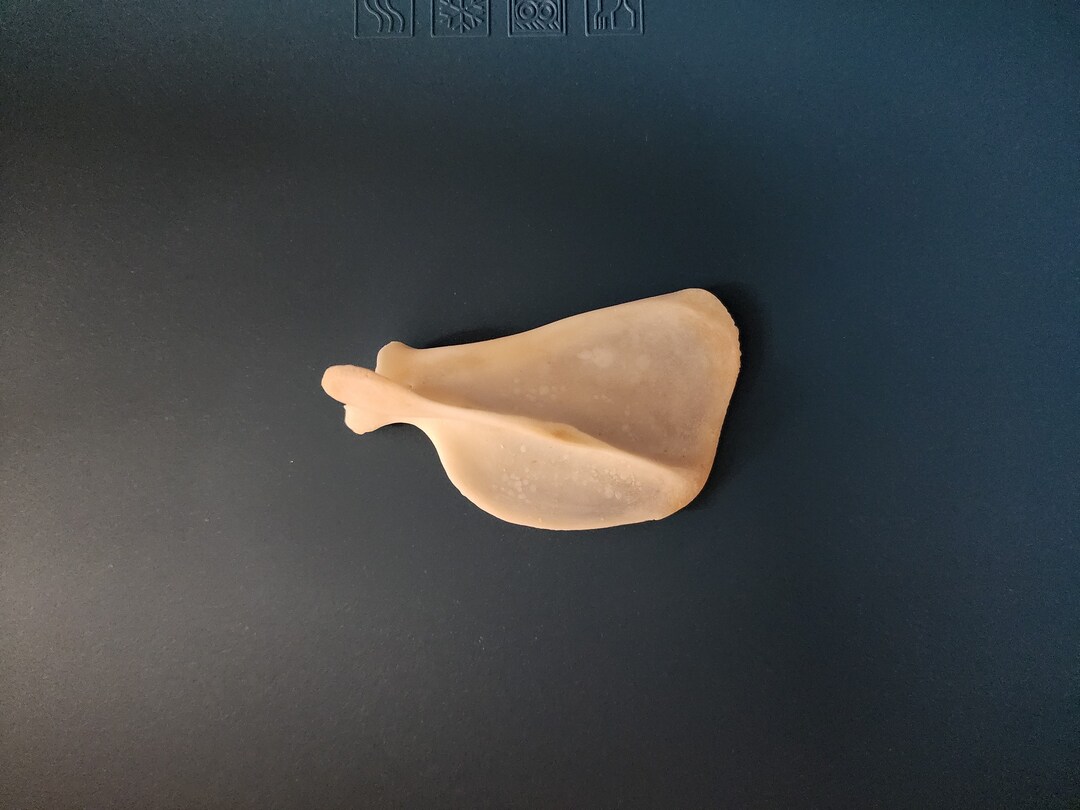 Vulpes Vulpes / Red Fox Scapula Shoulder Blade Bone - Etsy