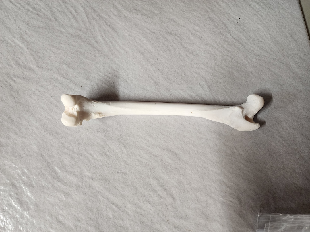 Canis Latrans / Coyote Femur Leg Bone - Etsy