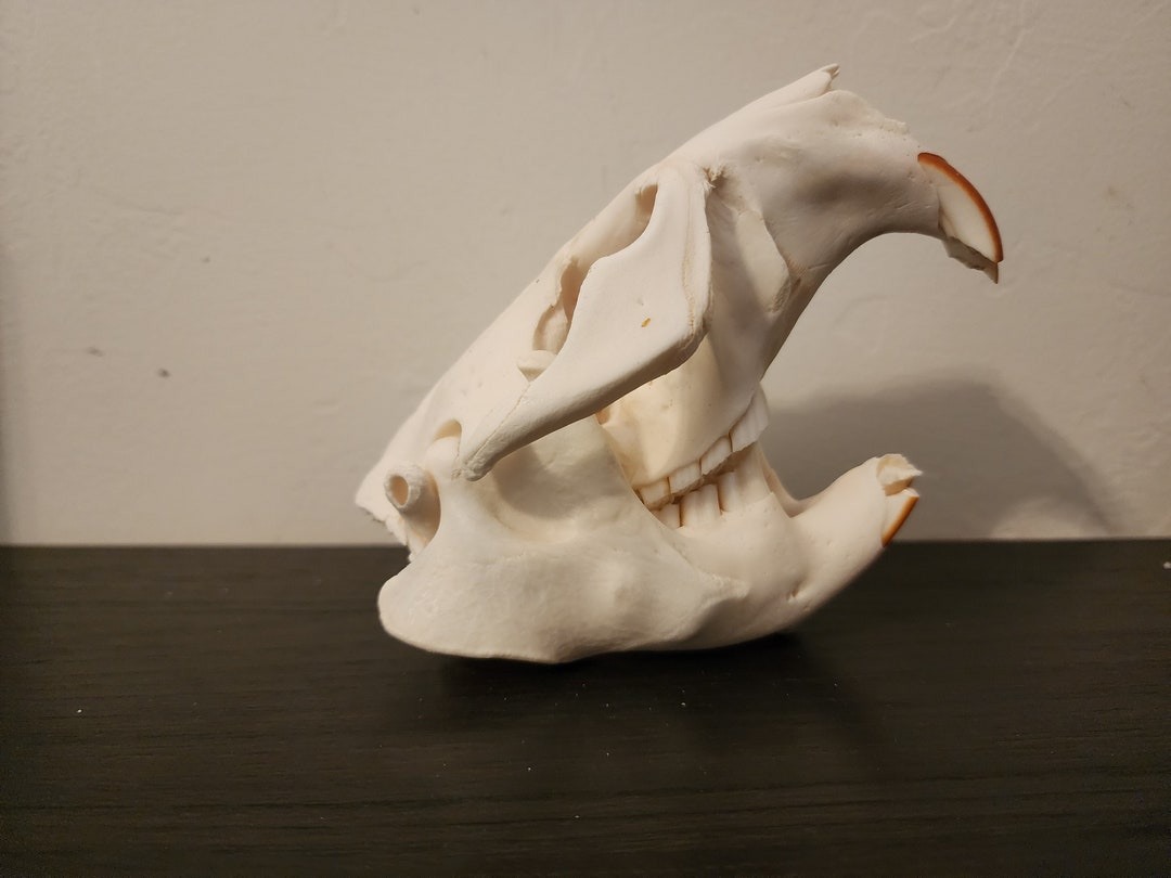 Castor Canadensis / Beaver Skull / Grade B - Etsy