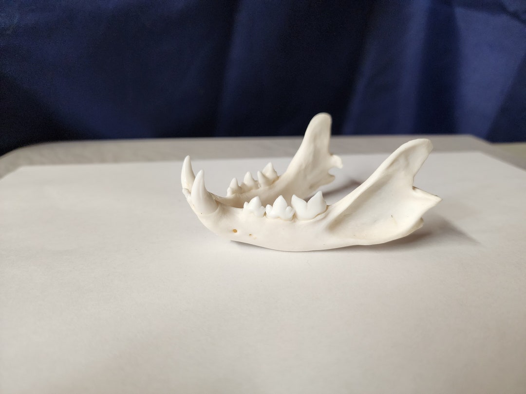 Lynx Rufus / Bobcat Skull / Lower Jaw ONLY - Etsy