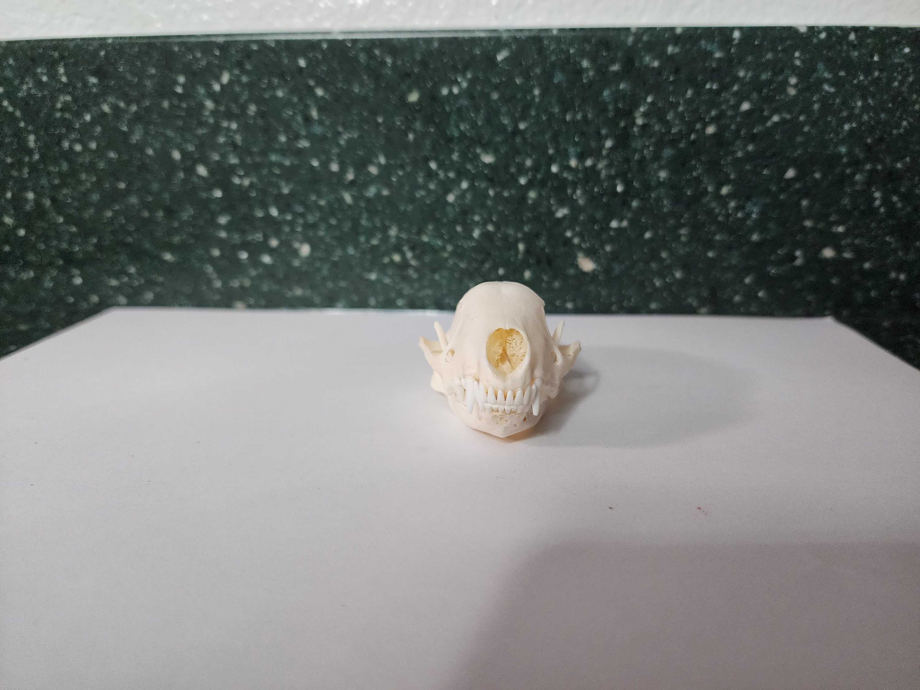 Mephitis Mephitis Skull