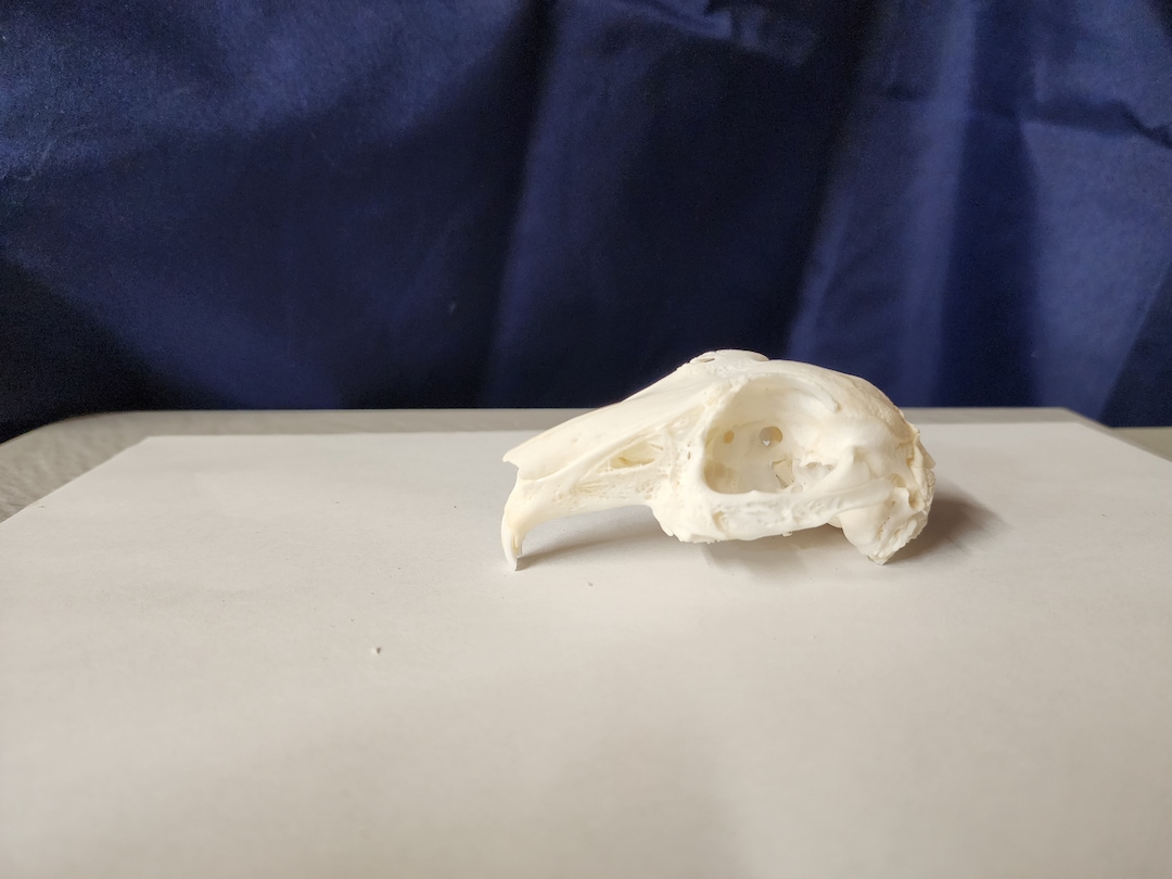 Sylvilagus Floridanus / Eastern Cottontail Rabbit Skull / - Etsy