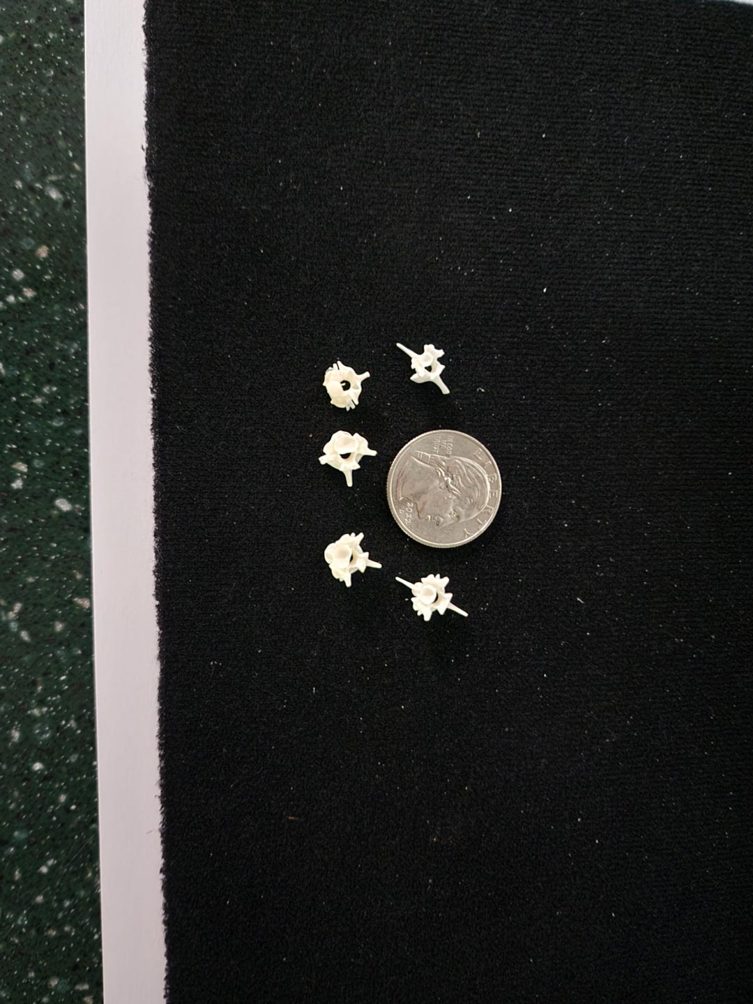 Python Snake Vertebrae / Small Spine Lot of 5 - Etsy