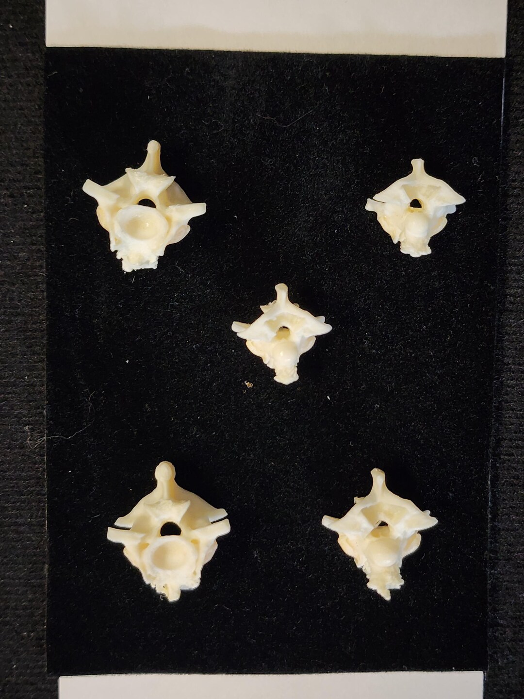 Lot of 5 / Boa Constrictor Snake Vertebrae / Jumbo Large - MBD ...