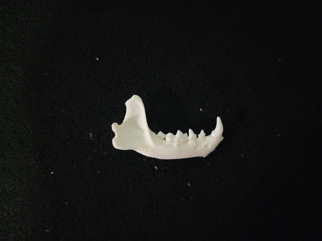 Mephitis Mephitis / Striped Skunk Skull / Discount Jaw Mandible ONLY - Etsy