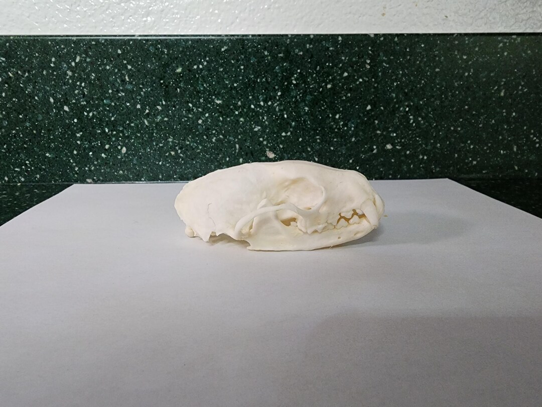 Martes Americana / American Pine Marten Skull / Grade B - Etsy