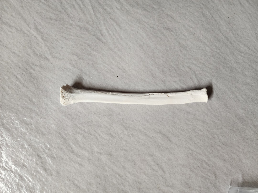 Canis Latrans / Coyote Radius Leg Bone - Etsy