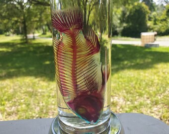 Fish Wet Specimen - Etsy