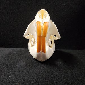 Castor Canadensis / Large Beaver Skull / Grade A - Etsy