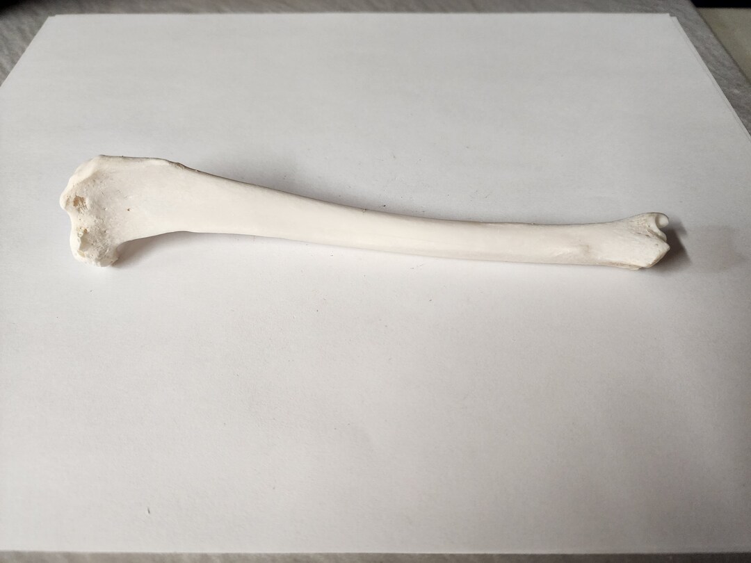 Canis Latrans / Coyote Tibia Leg Bone - Etsy