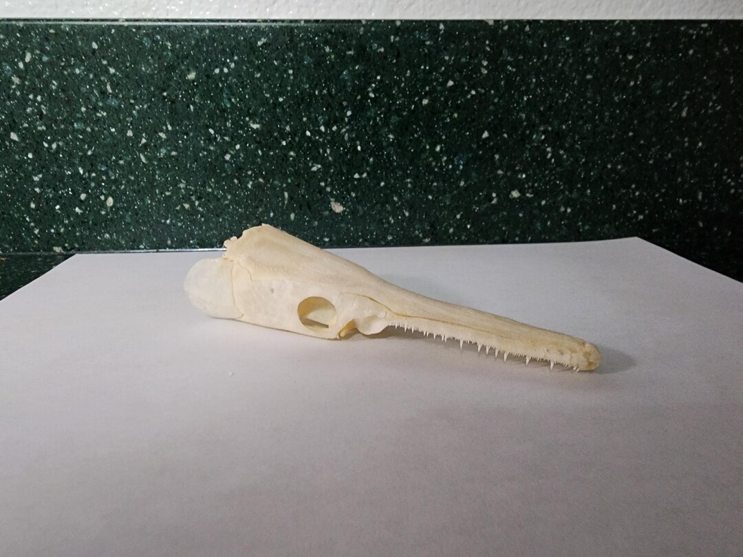 Lepisosteus Platyrhincus / Florida Gar Fish Skull / Grade B - Etsy