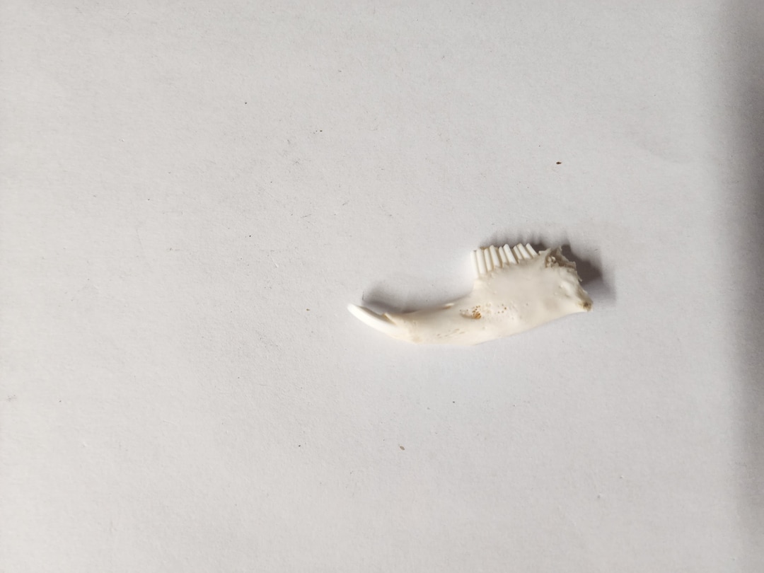 Sylvilagus Floridanus / Eastern Cottontail Rabbit Skull / - Etsy