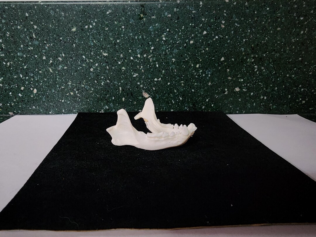 Mephitis Mephitis / Striped Skunk Skull / Discount Lower Jaw ONLY - Etsy