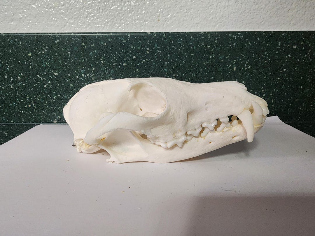 Vulpes Vulpes / Red Fox Skull / PATHOLOGY - Etsy