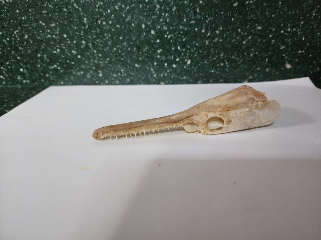 Lepisosteus Platyrhincus / Florida Gar Fish Skull / Grade B - Etsy