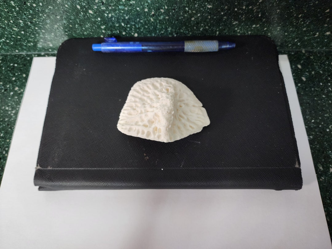 Alligator Mississippiensis / HUGE XL Gator Osteoderm Scute - Etsy