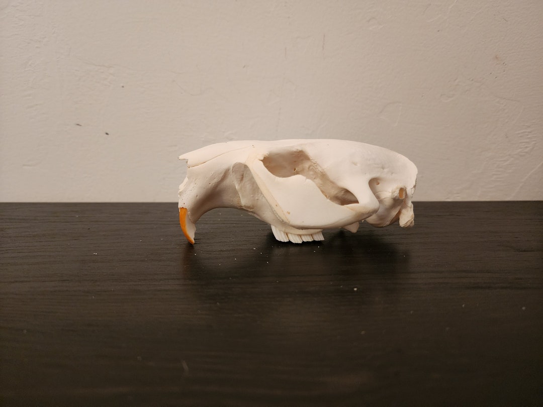 Castor Canadensis / Beaver Skull / Grade B - Etsy