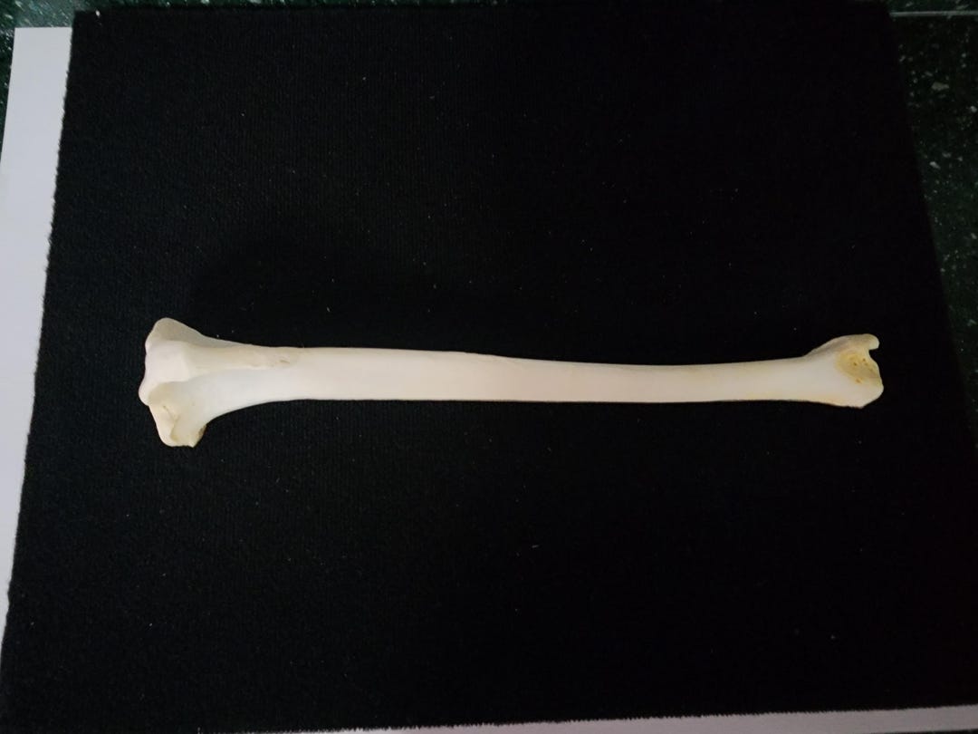 Canis Latrans / Coyote Tibia Leg Bone - Etsy