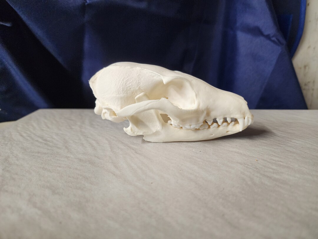 Urocyon Cinereoargenteus / Gray Fox Skull / Grade B - Etsy