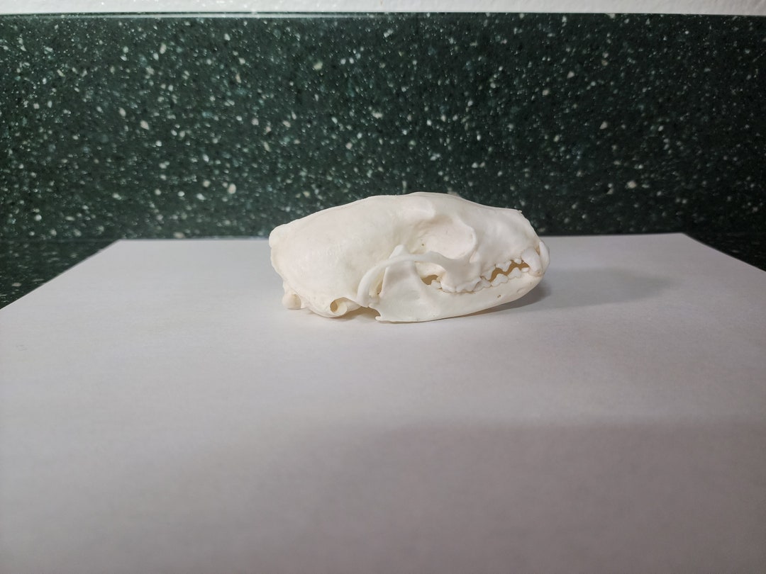 Martes Americana / American Pine Marten Skull / Grade B - Etsy