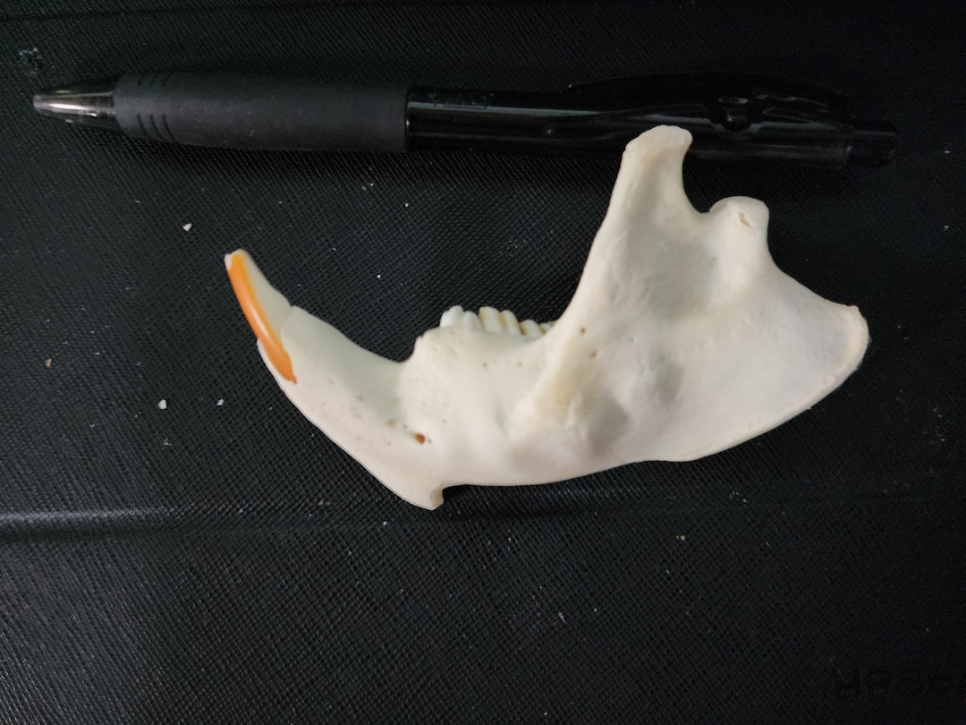 Castor Canadensis / Beaver Skull / Lower Jaw Mandible ONLY - Etsy