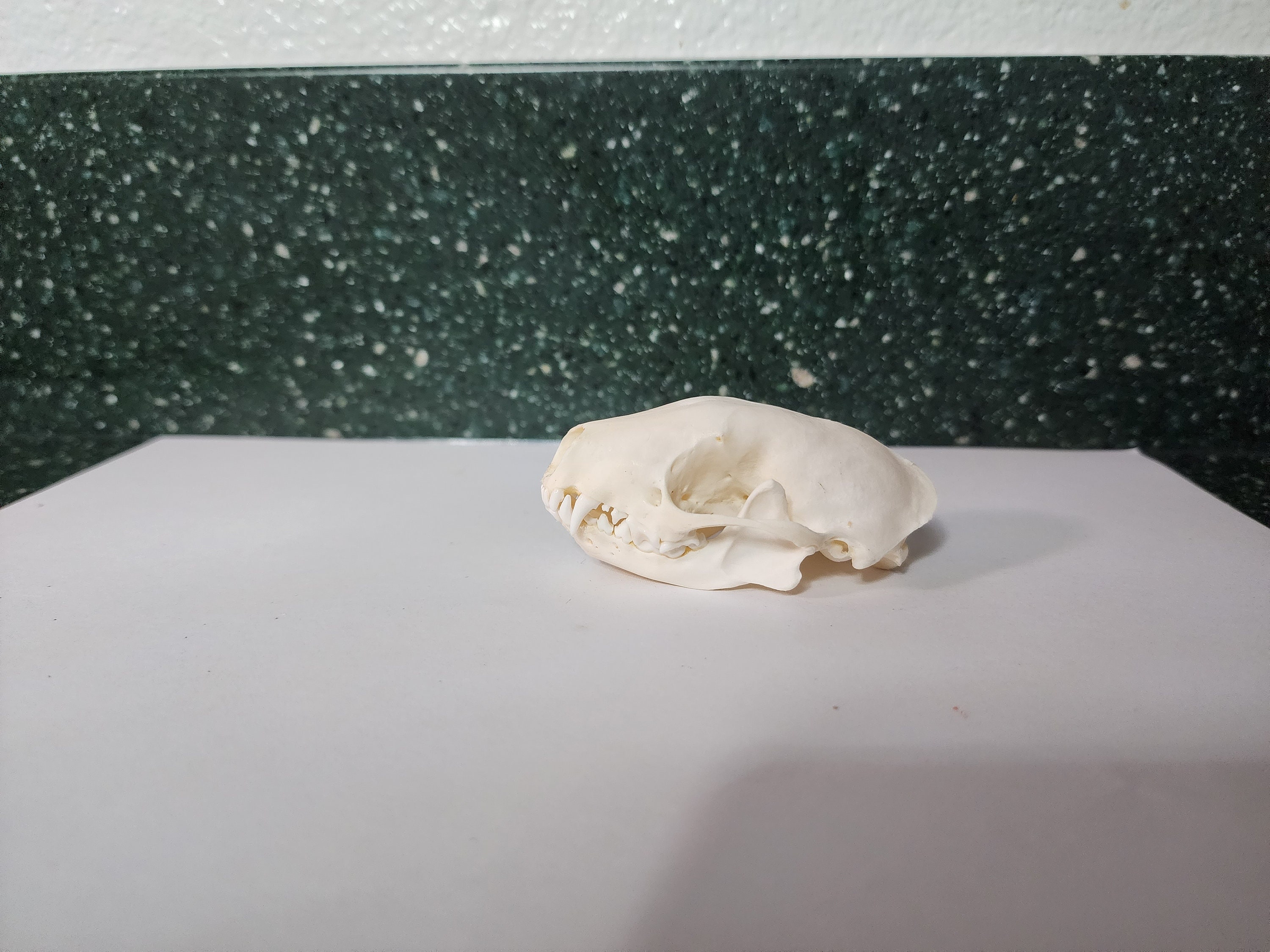Mephitis Mephitis Skull