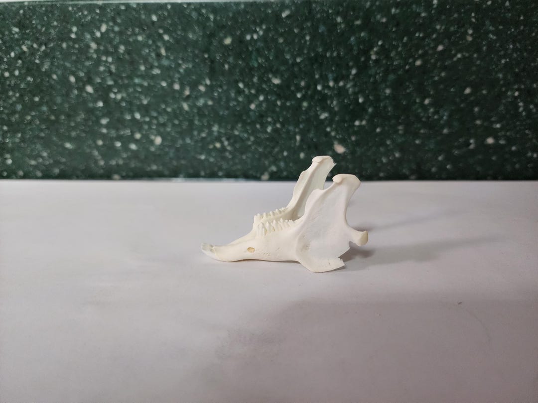 Sylvilagus Floridanus / Eastern Cottontail Rabbit Skull / Discount ...