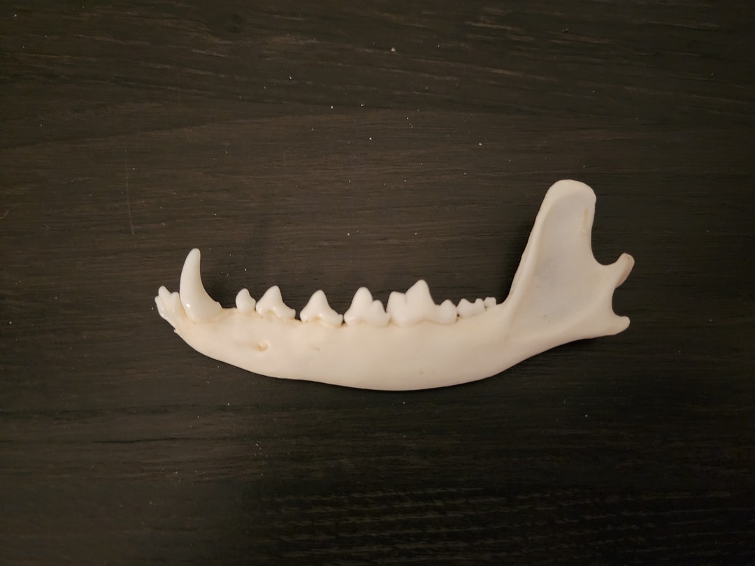 Urocyon Cinereoargenteus / Gray Fox Skull / Jaw Mandible ONLY - Etsy