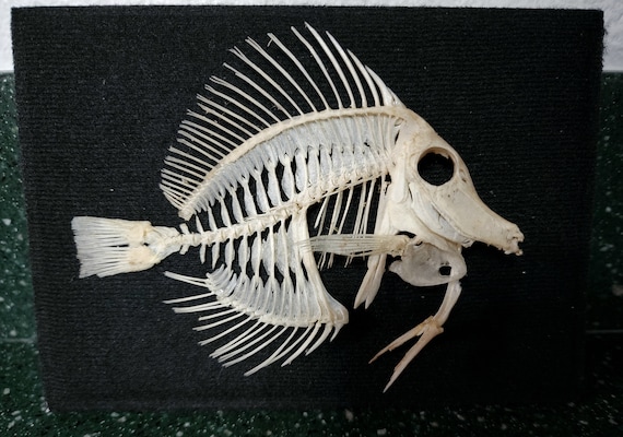 JUST FINISHED Yellow Tang Fish Skeleton - Etsy
