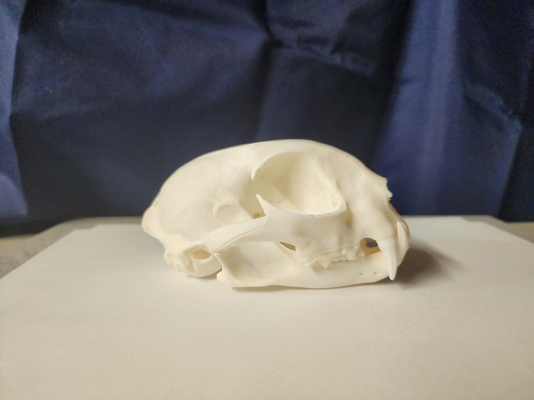 Lynx Rufus / Bobcat Skull / Grade A - Etsy