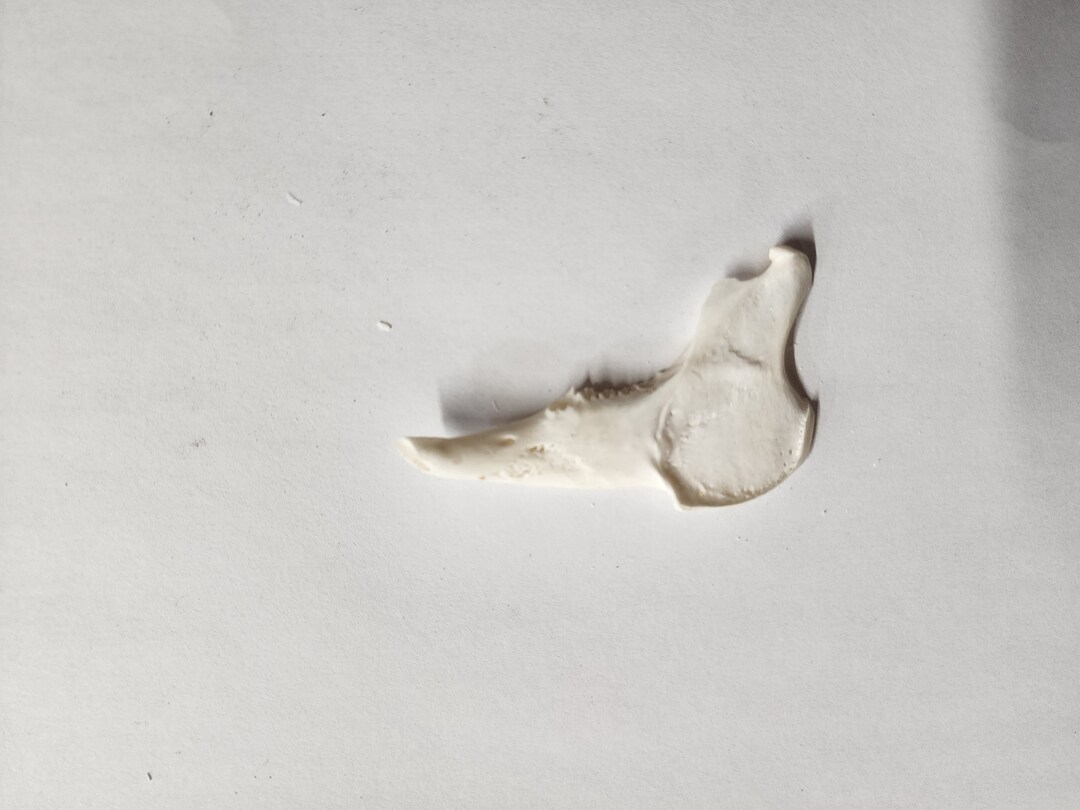 Sylvilagus Floridanus / Eastern Cottontail Rabbit Skull / Discount Jaw ...