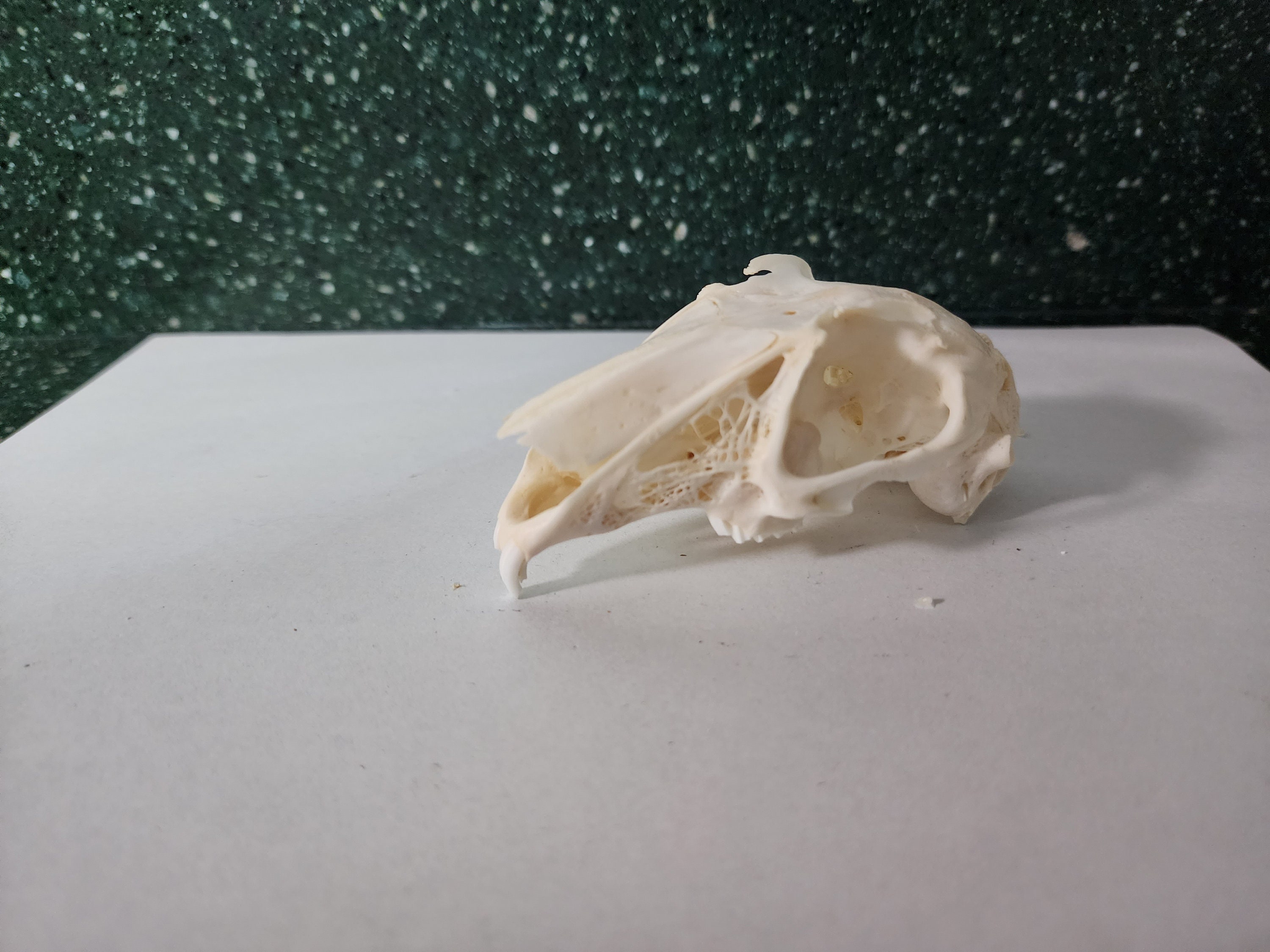 Sylvilagus Floridanus Skull