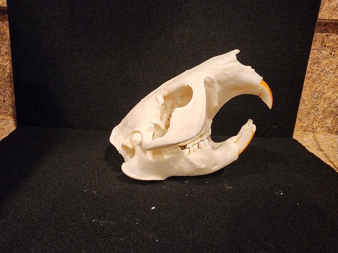 Castor Canadensis / XL Huge Large Beaver Skull / Grade B - Etsy