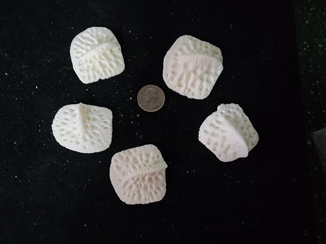 Alligator Mississippiensis / Lot 5 Large Extra XL Gator Osteoderm ...