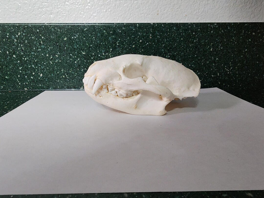 Taxidea Taxus / American Badger Skull / Grade B - Etsy