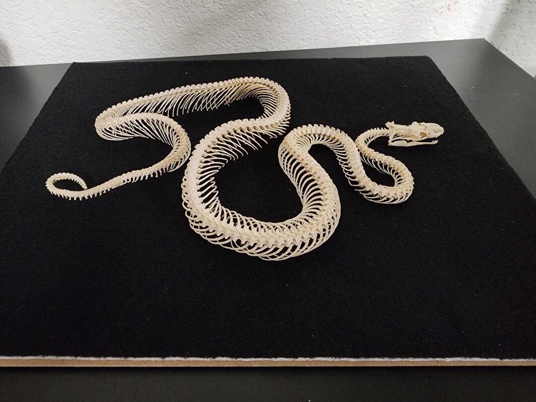 JUST FINISHED Solomon Island Tree Boa Snake Skeleton - Etsy