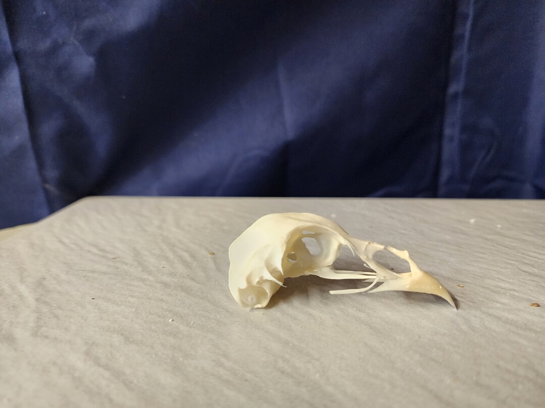 Phasianus Colchicus / Ring-necked Pheasant Bird Skull / Grade B CRAFT ...