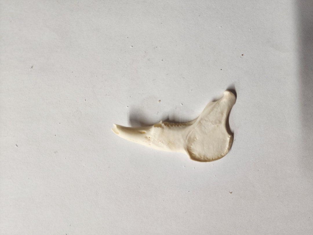 Sylvilagus Floridanus / Eastern Cottontail Rabbit Skull / Discount Jaw ...