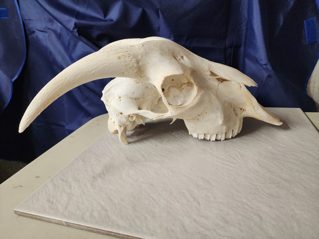 Capra Hircus / XL Large Goat Skull / Grade B - Etsy