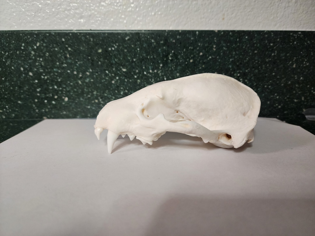 Taxidea Taxus / American Badger Skull / Grade B - Etsy