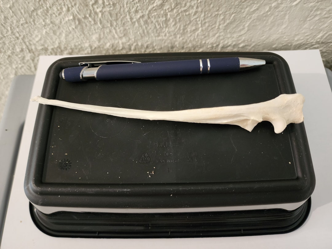 Canis Latrans / Coyote Ulna Leg Bone - Etsy