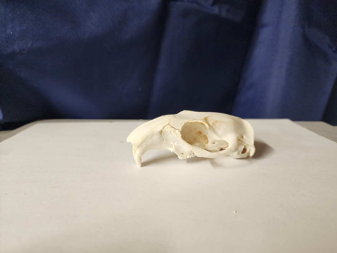 Marmota Monax / Woodchuck or Groundhog Skull / Grade B - Etsy