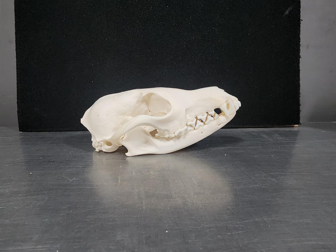 Vulpes Vulpes / Red Fox Skull / Grade B - Etsy