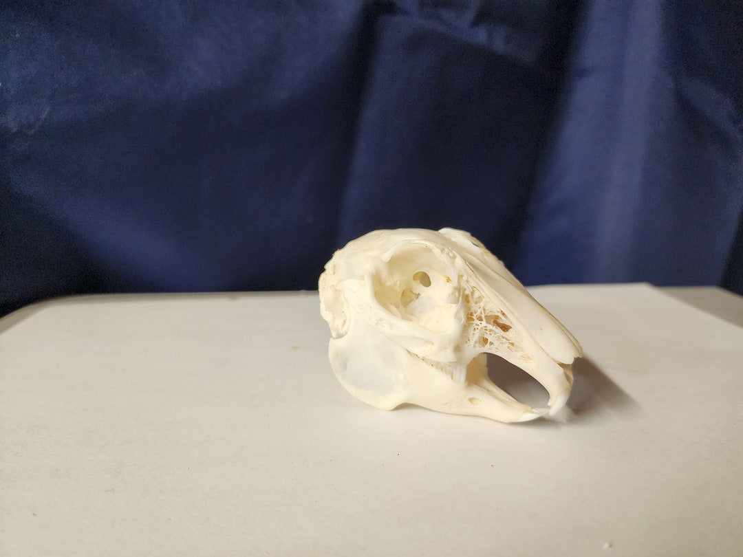 Sylvilagus Floridanus / Eastern Cottontail Rabbit Skull / - Etsy