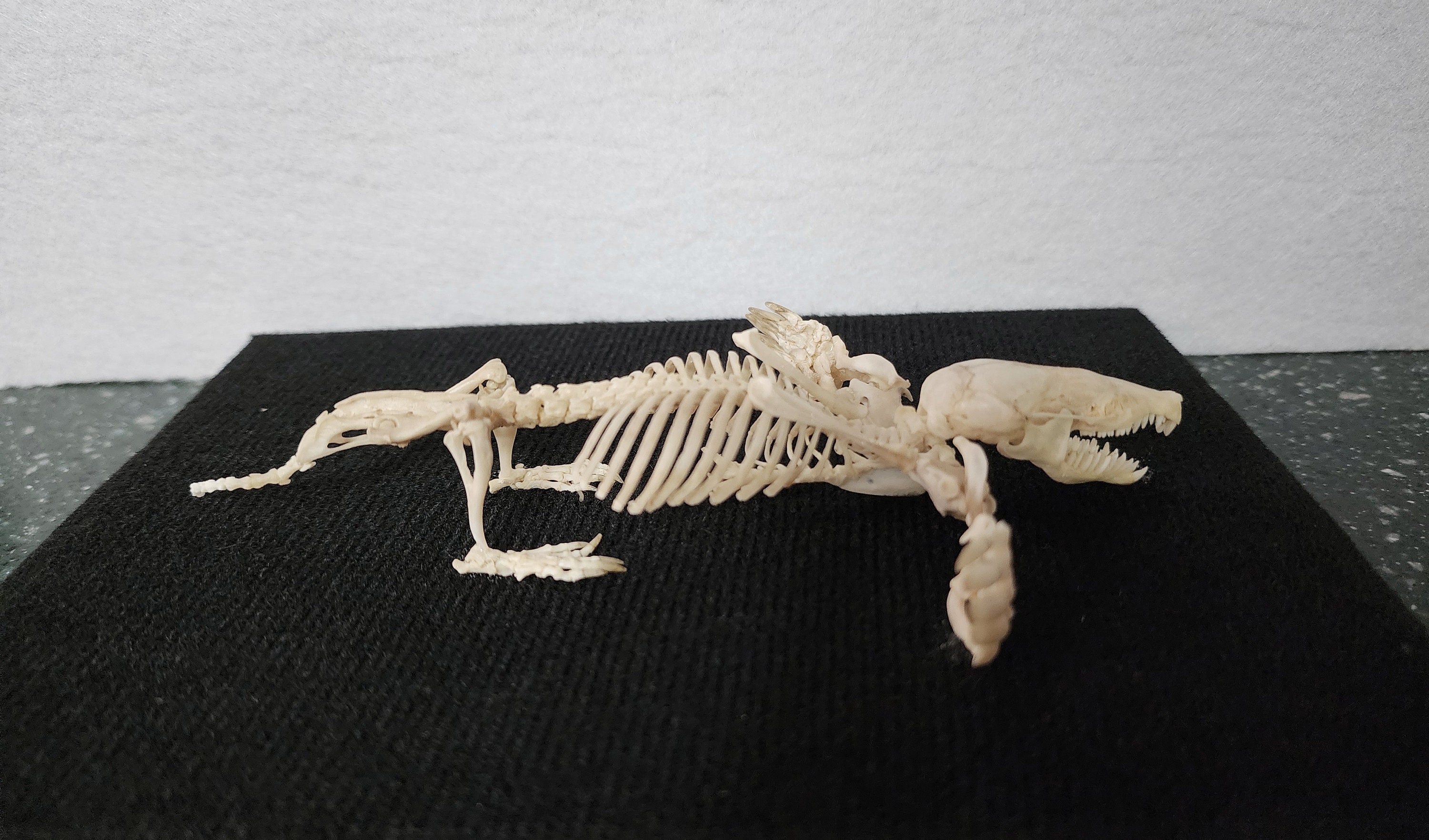 Mole Skeleton