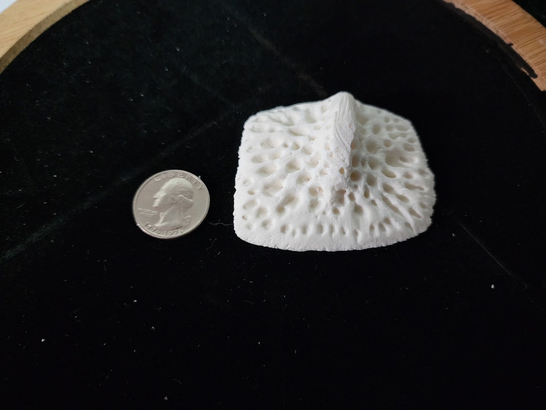 Alligator Mississippiensis / HUGE XL Gator Osteoderm Scute - Etsy