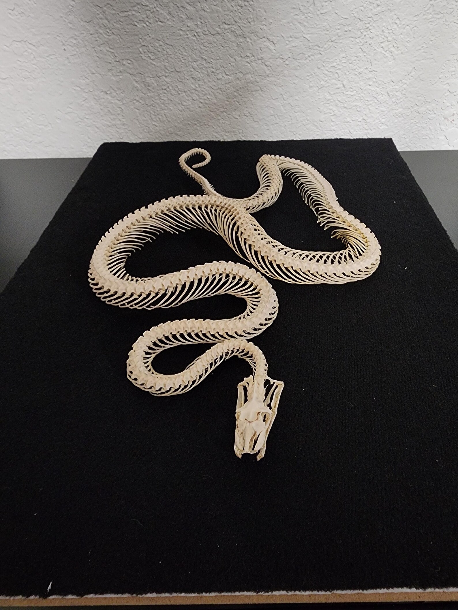 JUST FINISHED Solomon Island Tree Boa Snake Skeleton - Etsy